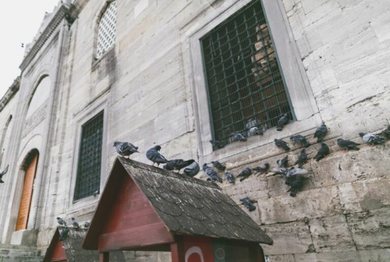 Preventing Pigeon Infestation and Damage, Part 1 - A-1 Exterminators